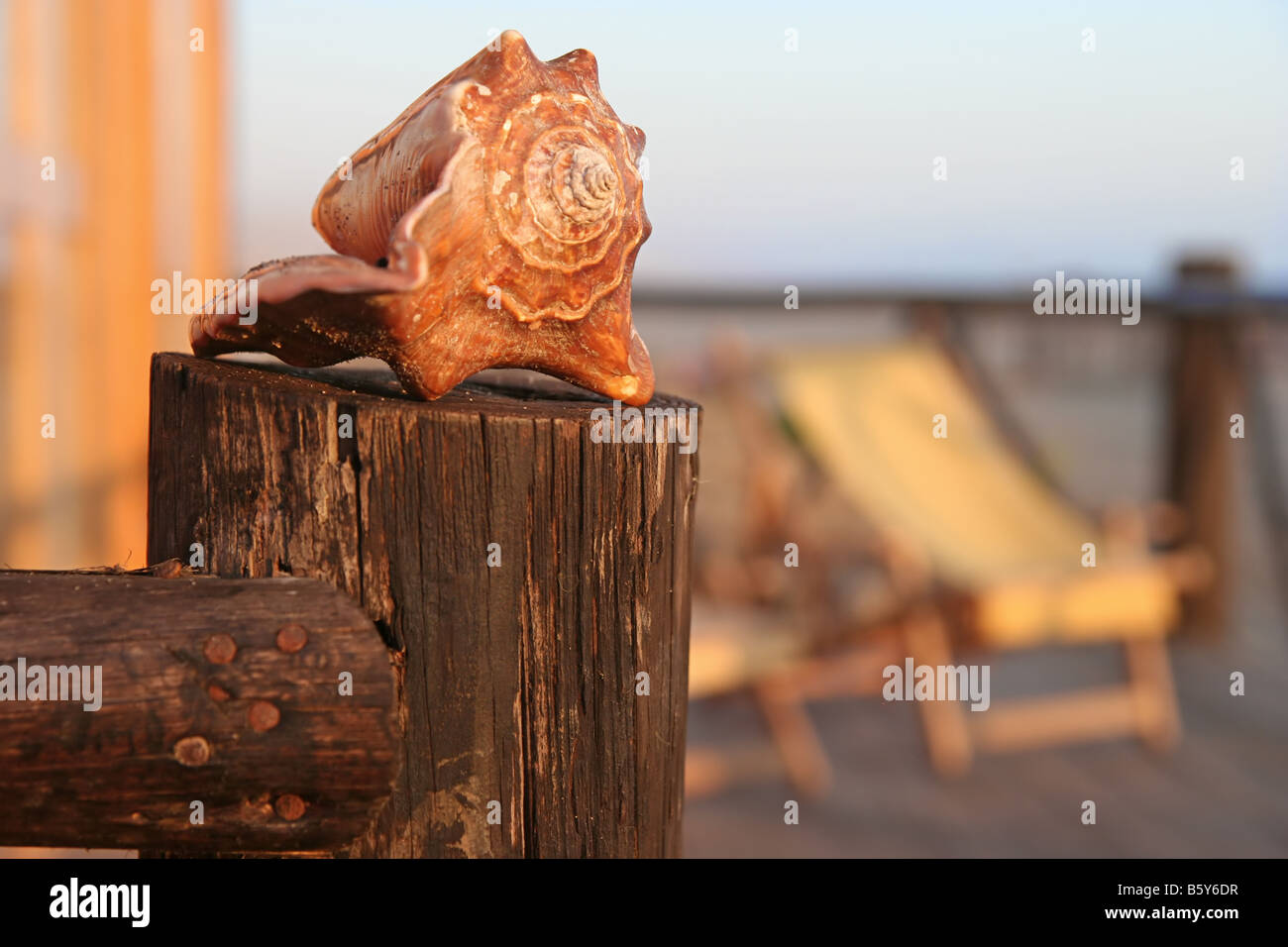 Close up of a conch shell at a peruvian beach Beautiful Details and ...