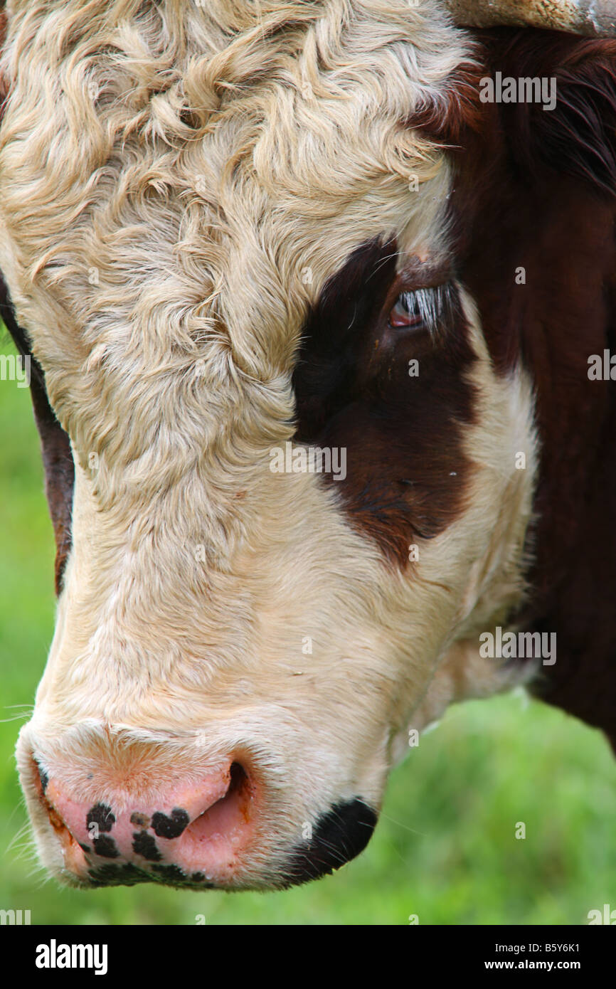 Portrait of a bull Stock Photo - Alamy