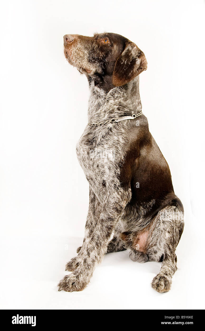 German wire hair, isolated Stock Photo - Alamy