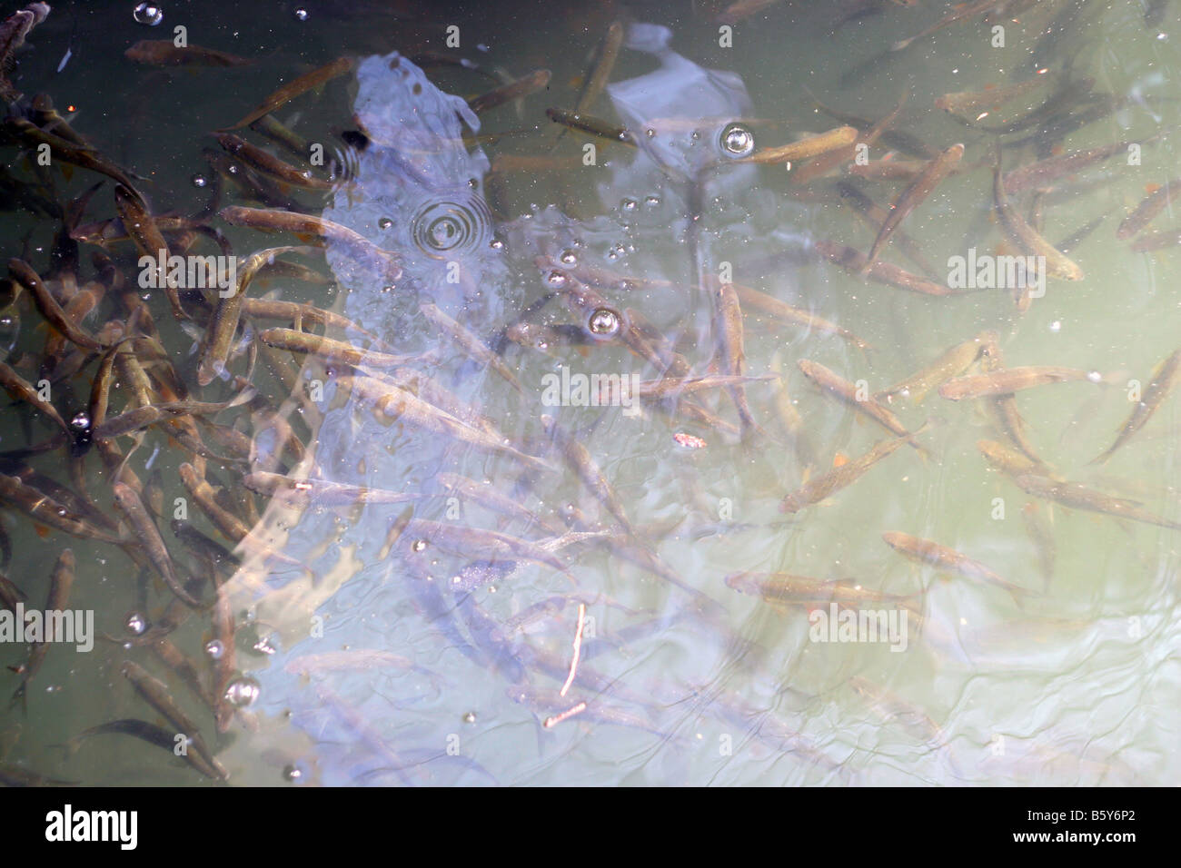 A community of fish swimming under the surface of the water Stock Photo ...