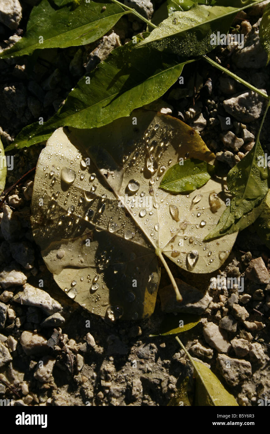 one single fallen leaf with water dropson forest floor Stock Photo - Alamy