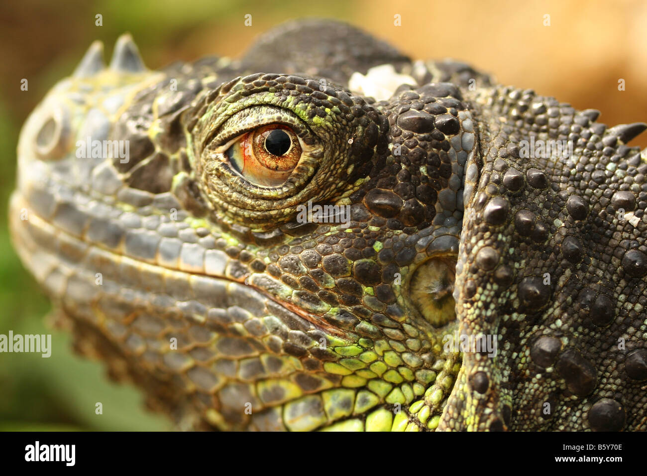Iguana's head, close-up Stock Photo - Alamy