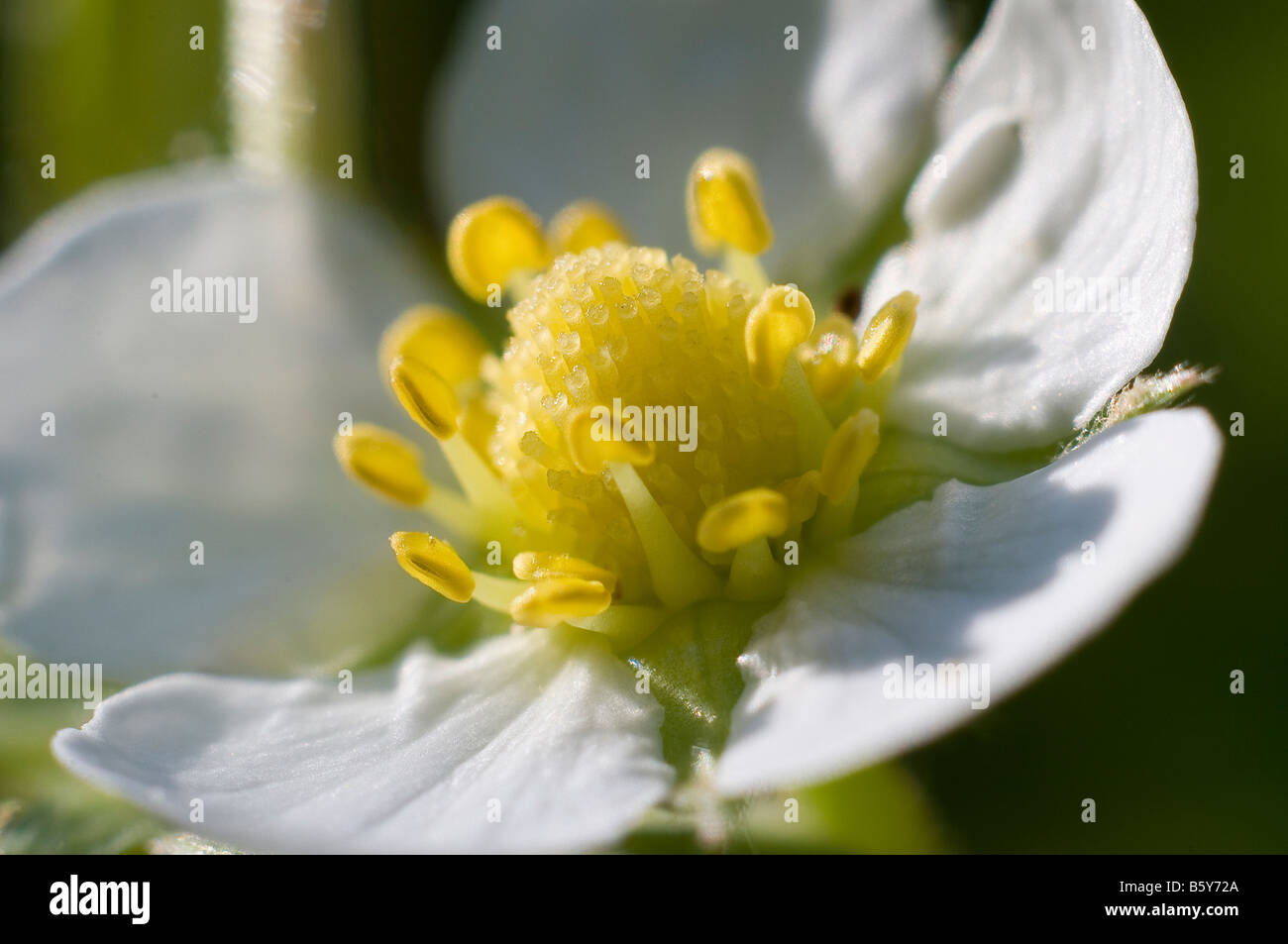 Strawberry bloom hi-res stock photography and images - Alamy