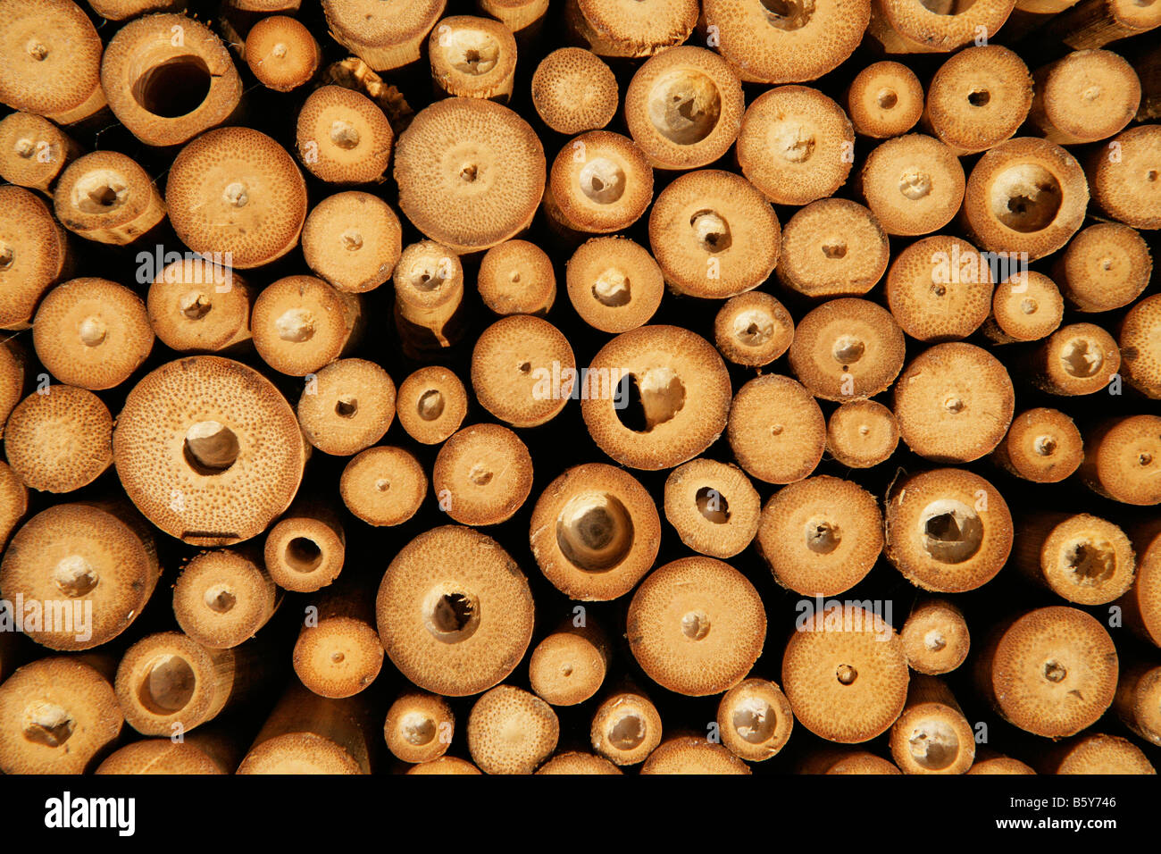 Stacked cut bamboo hi-res stock photography and images - Alamy
