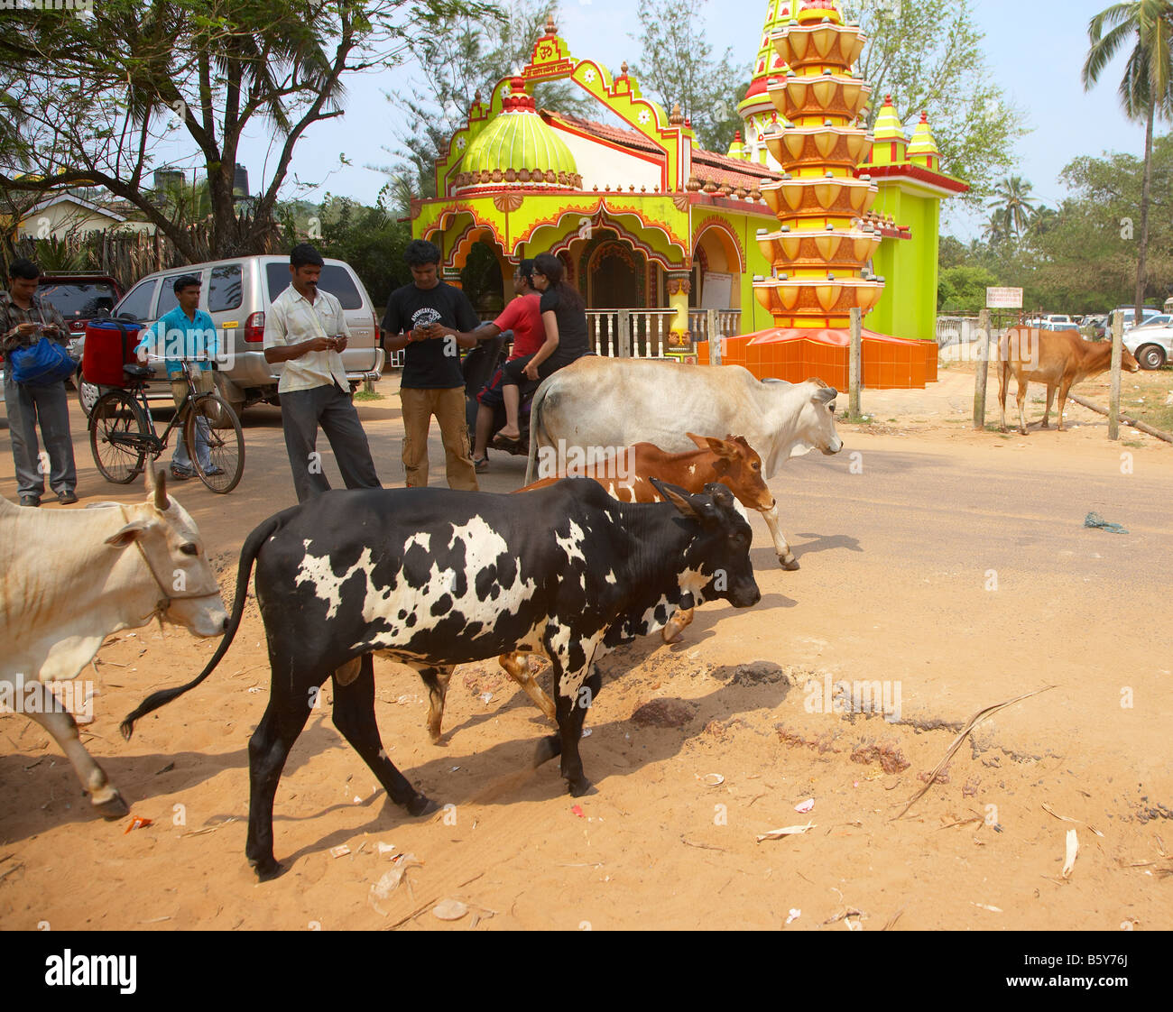 Cows crossing the road by the Hindu Temple at Baga Beach, Goa, India ...