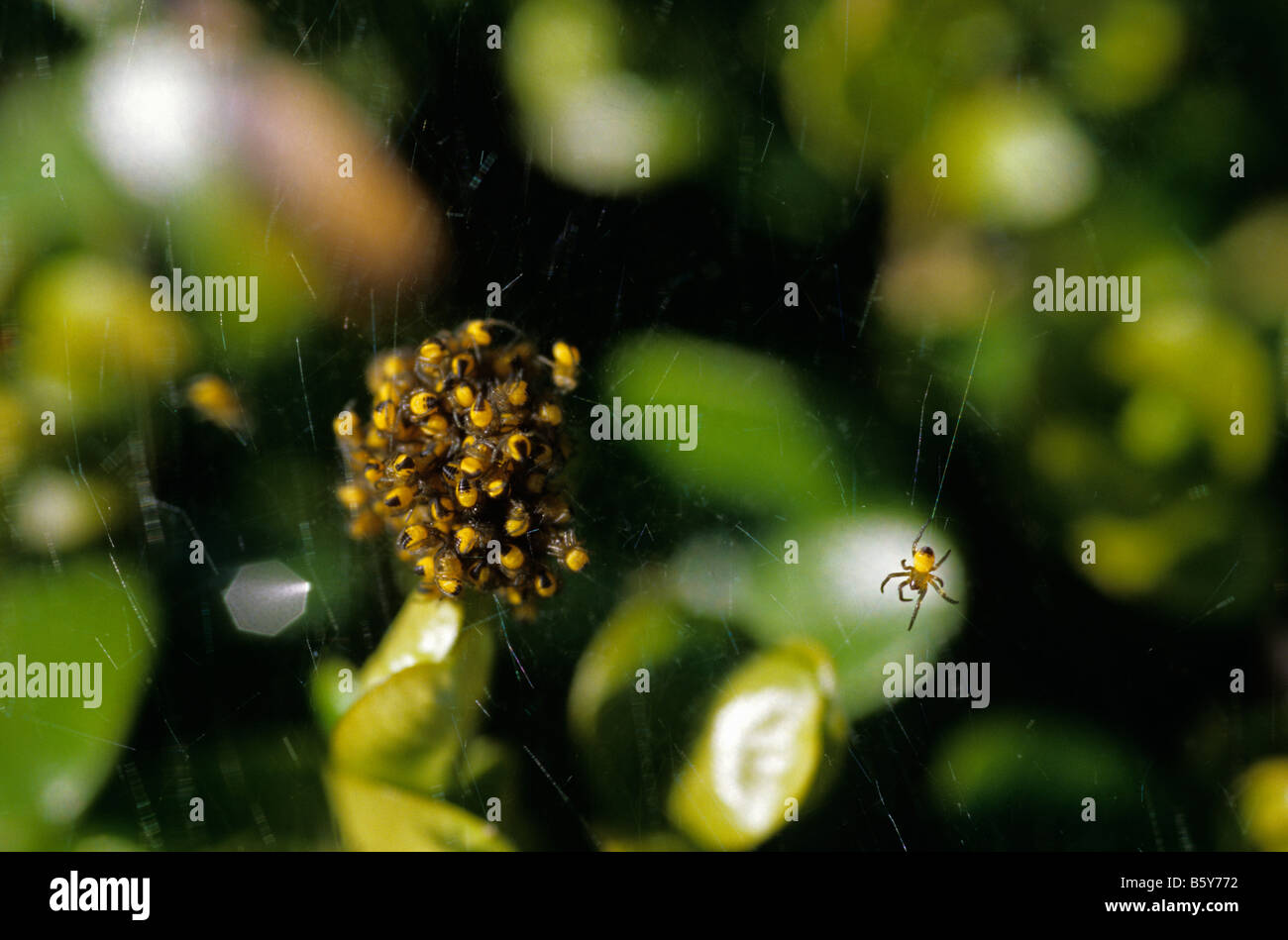 Spider webs plants complexity hi-res stock photography and images - Alamy