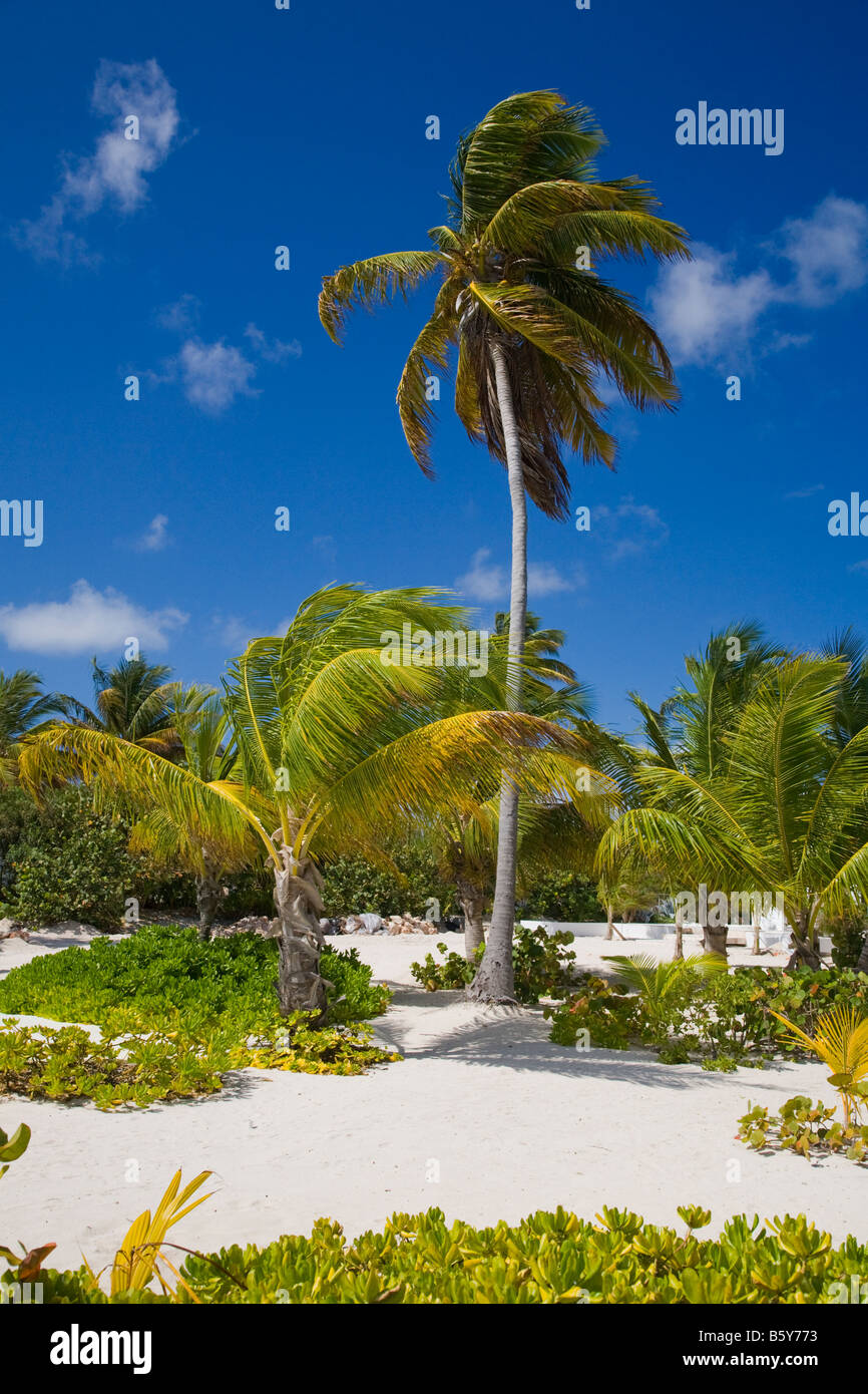 Palm tree on the beach on the caribbean island of Anguilla in the ...