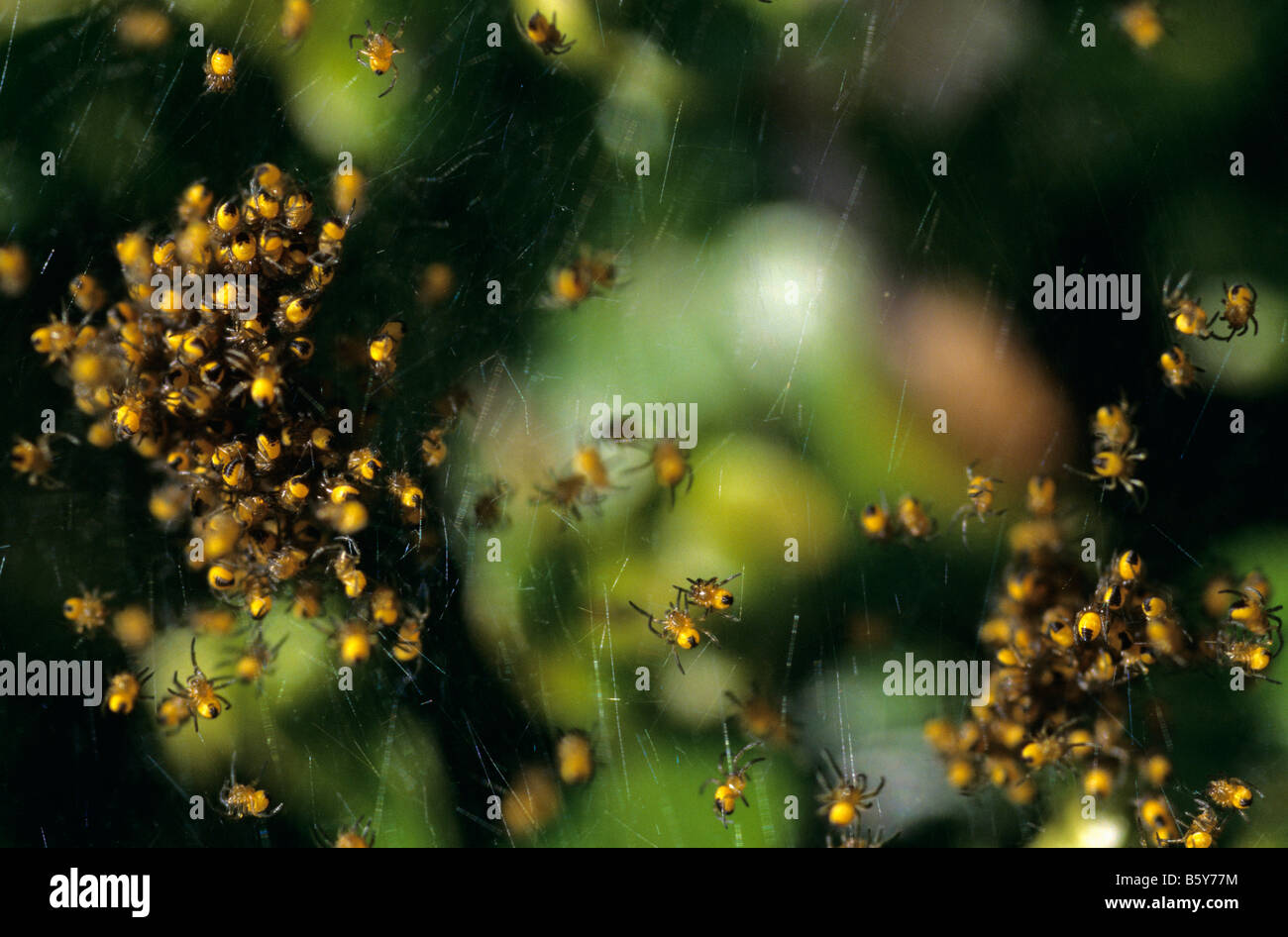 Spider webs plants complexity hi-res stock photography and images - Alamy