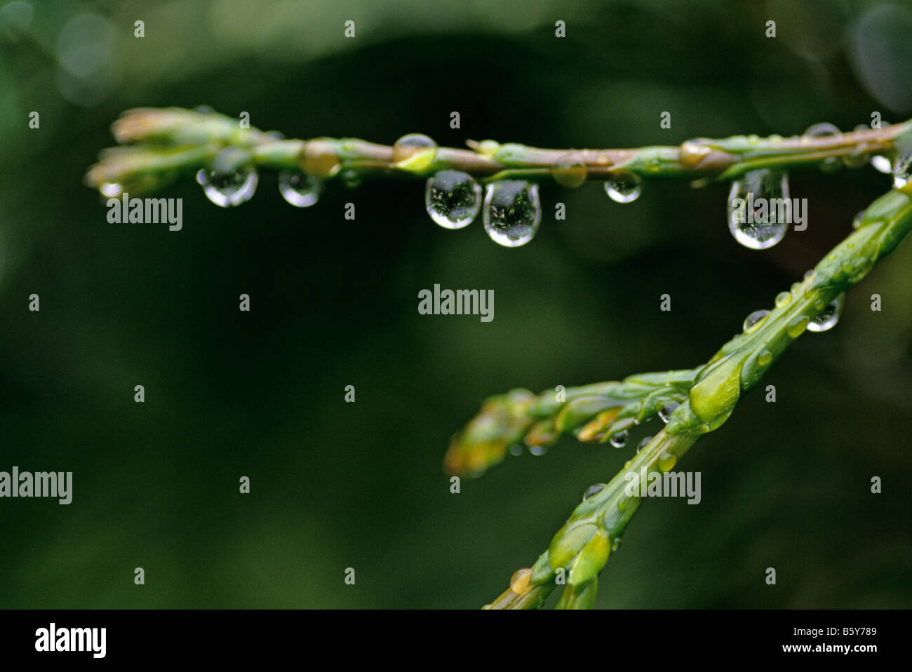 Evergreen trees dew limbs hi-res stock photography and images - Alamy