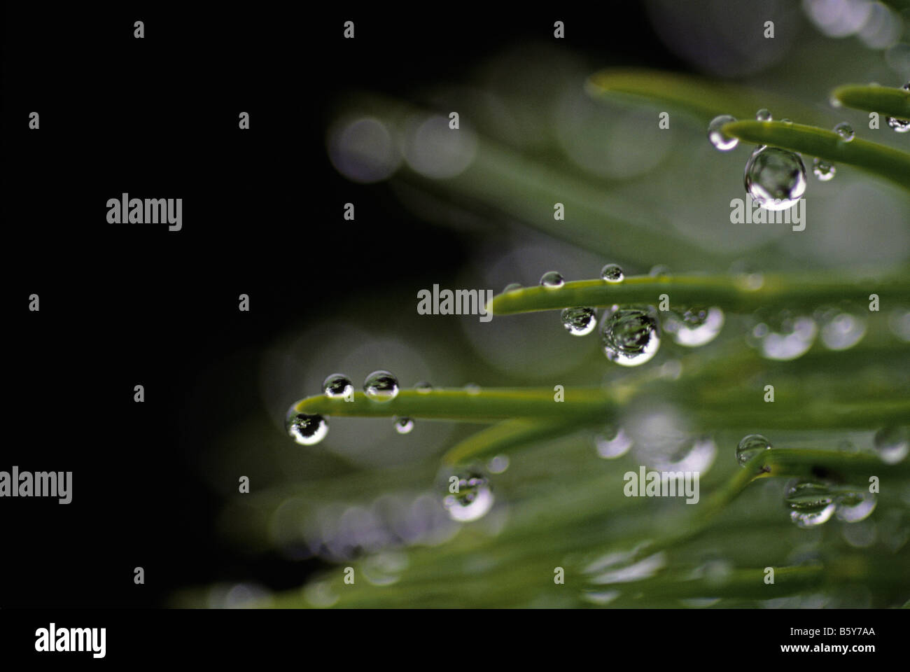 Evergreen trees dew limbs hi-res stock photography and images - Alamy