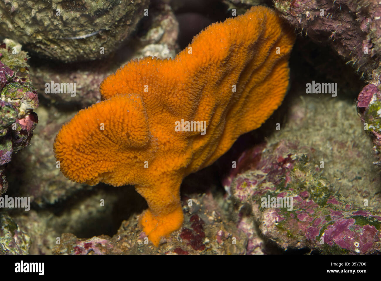 Acanthella hi-res stock photography and images - Alamy