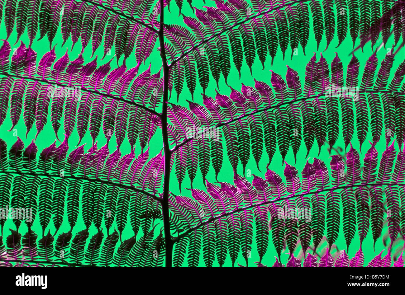 Pinnate compound hi-res stock photography and images - Alamy