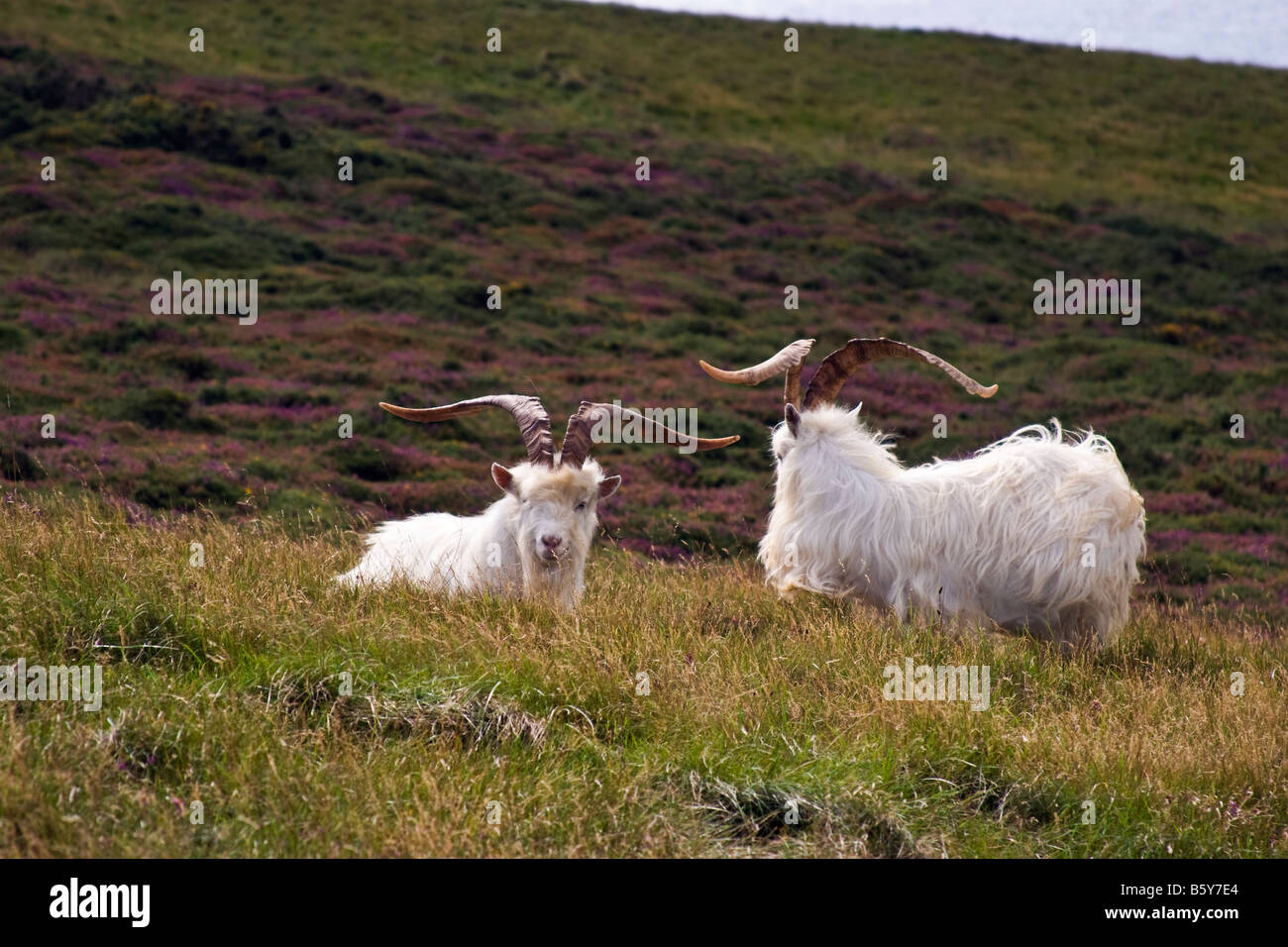 Kashmiri Goats Wales High Resolution Stock Photography and Images - Alamy