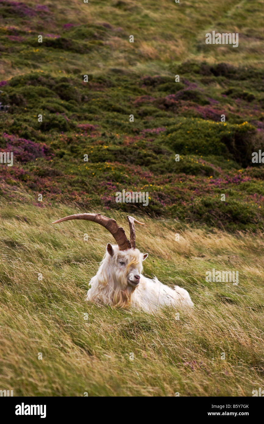 A Kashmiri Goat rests on the Great Orme, Llandudno, Wales Stock Photo ...