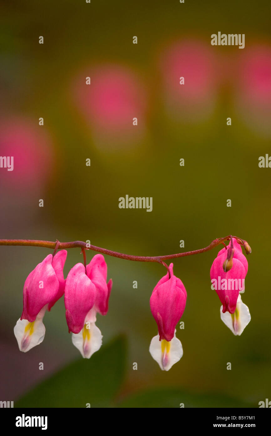 Bleeding hearts in garden Stock Photo - Alamy