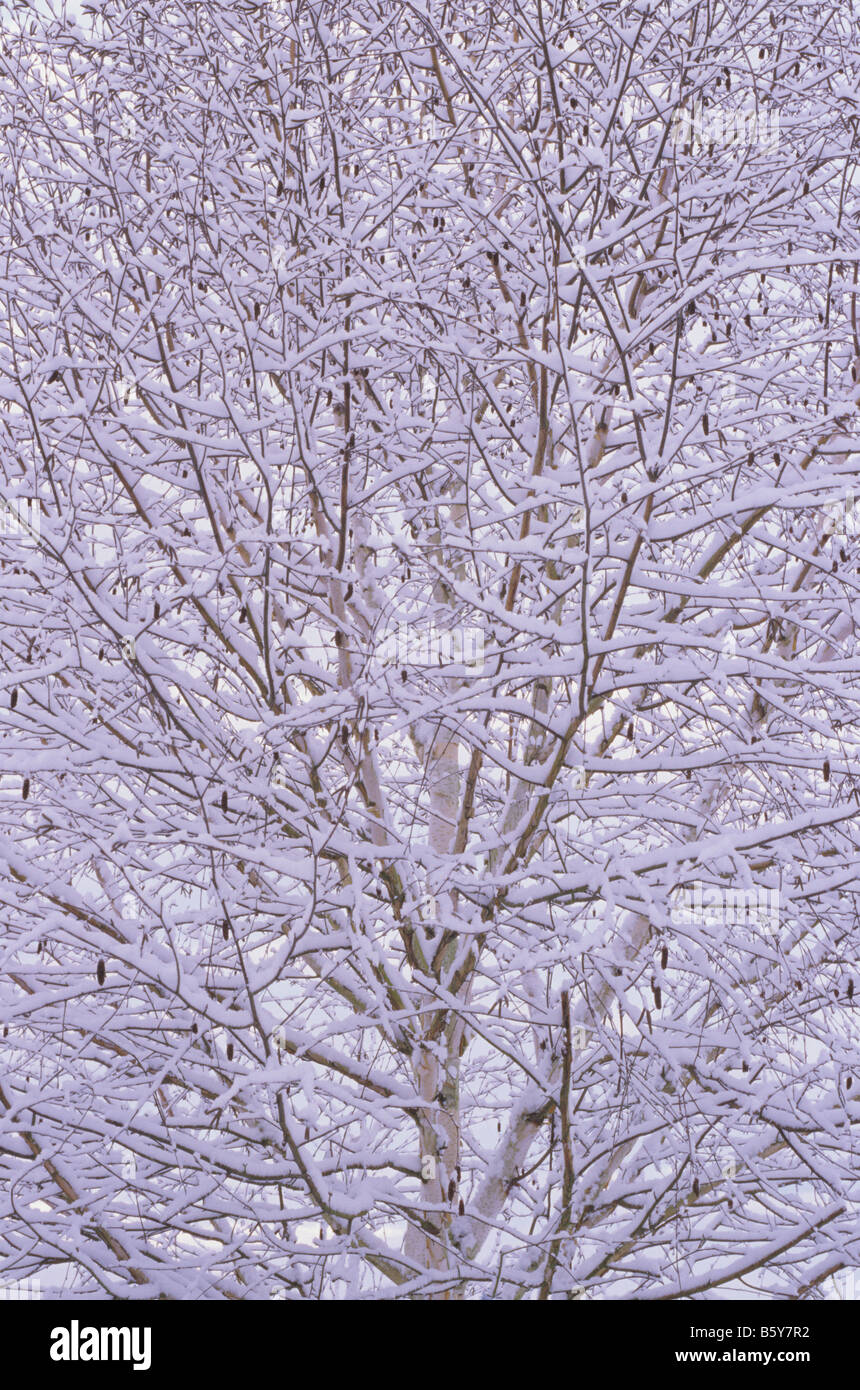Birch trees in winter hi-res stock photography and images - Alamy