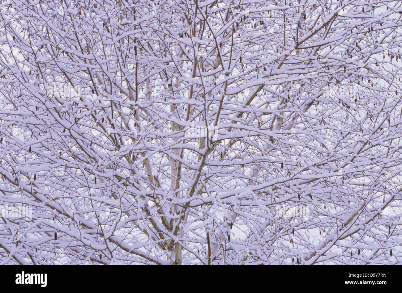 Tangled Limbs High Resolution Stock Photography and Images - Alamy