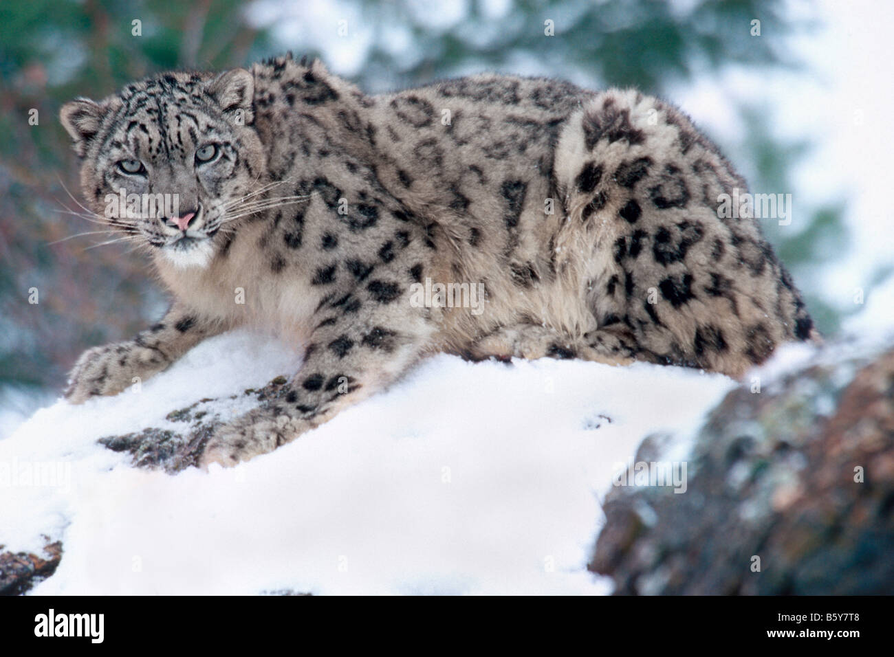 Leopard group hi-res stock photography and images - Alamy