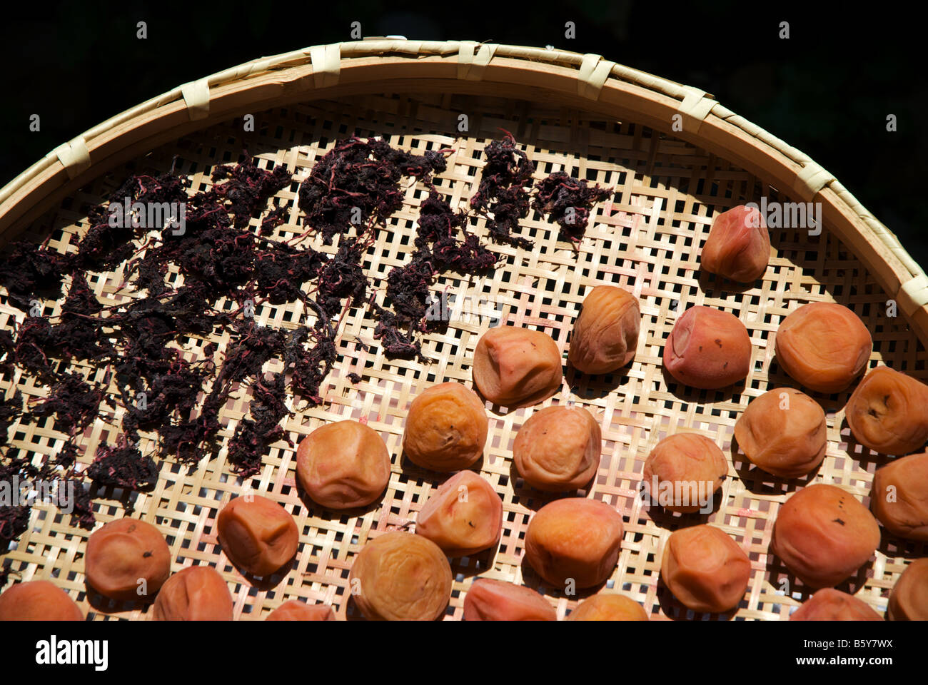 Drying ume boshi or Japanese salted plums prunus mume and their ...