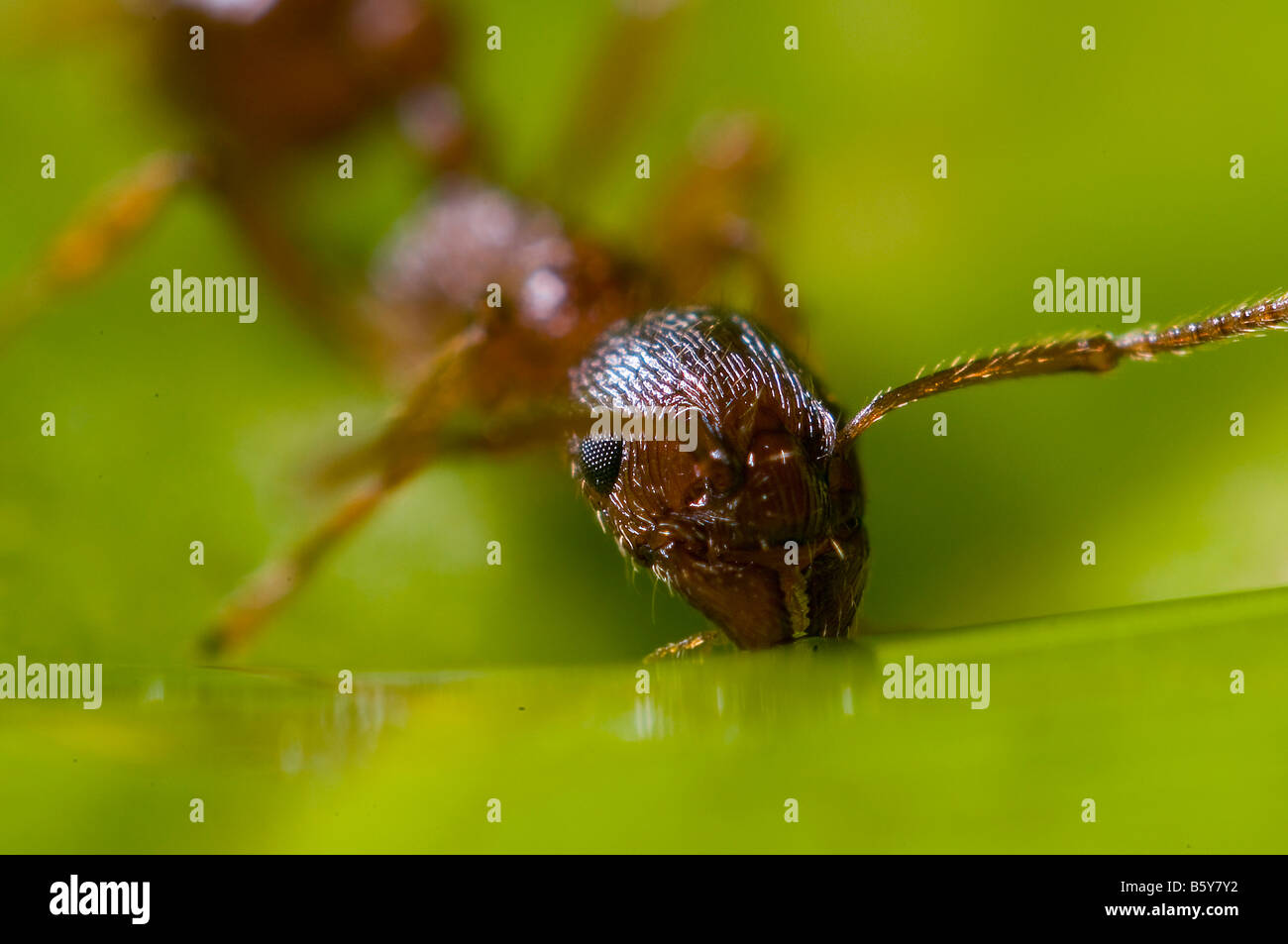 Ant head macro hi-res stock photography and images - Alamy