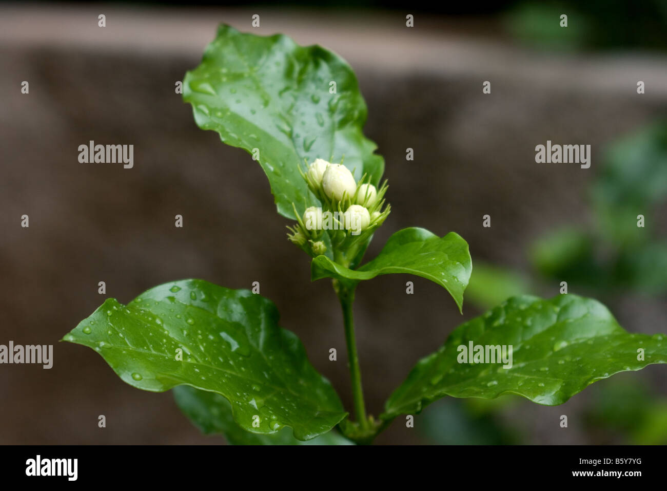Arabian jasmine plant Stock Photo - Alamy Arabian jasmine plant Stock Photo - Alamy