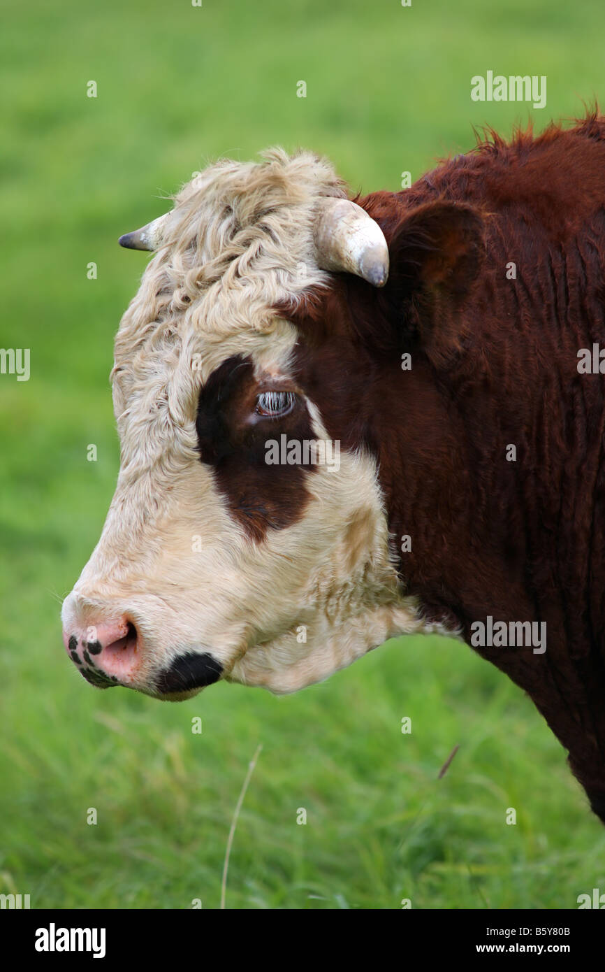Bull in the field Stock Photo - Alamy