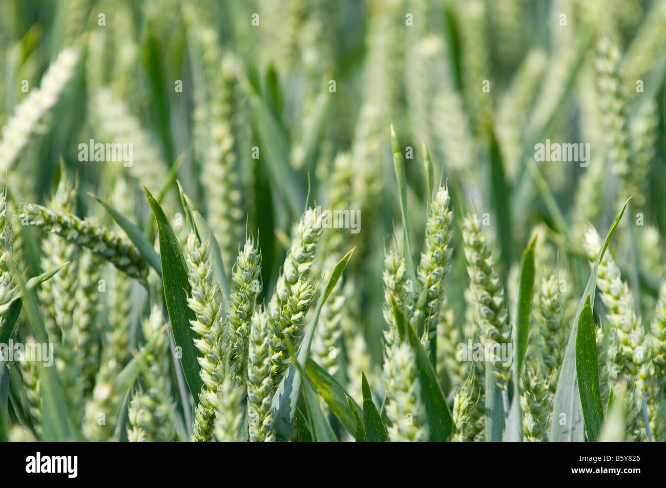 Rick plant hi-res stock photography and images - Alamy