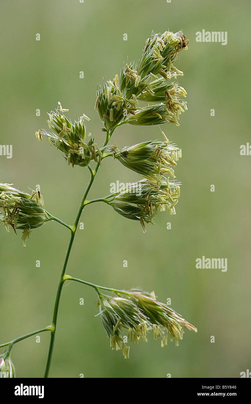 Grasses green pollen hi-res stock photography and images - Alamy