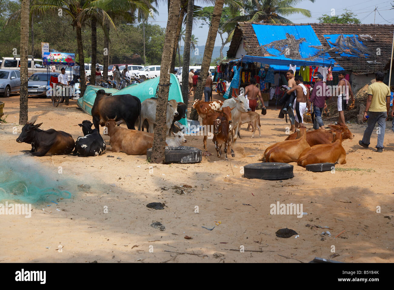 Goa cows hi-res stock photography and images - Alamy
