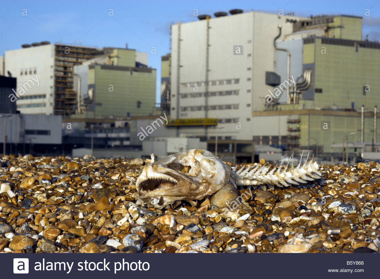 Dead Dogfish Stock Photos & Dead Dogfish Stock Images - Alamy