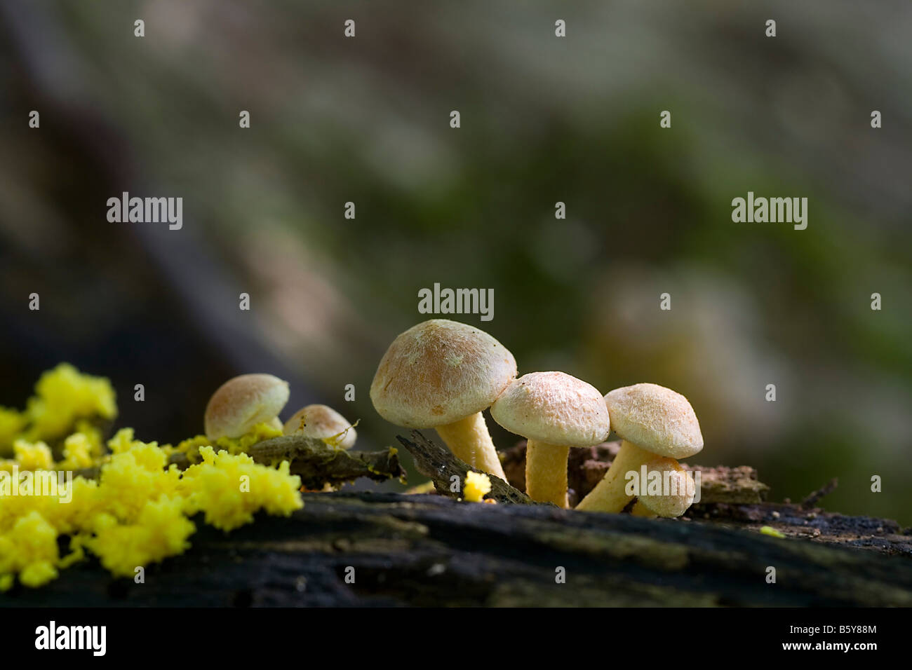 greenleaved sulfur head Stock Photo - Alamy