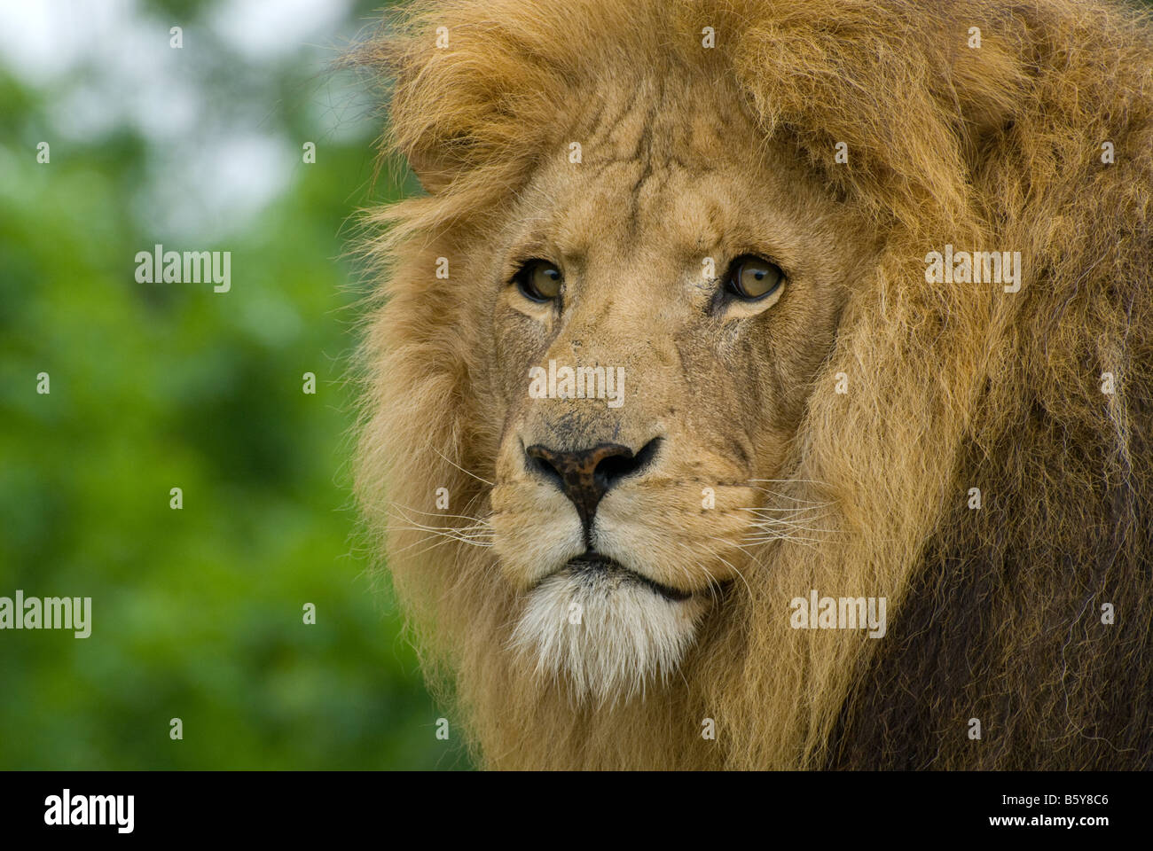 Lion with mane portrait Stock Photo - Alamy