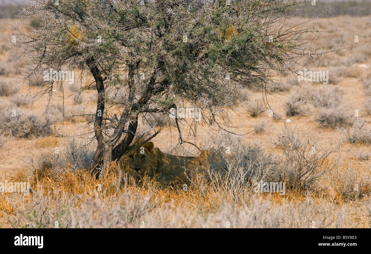 Big wild cat animal Cut Out Stock Images & Pictures - Alamy