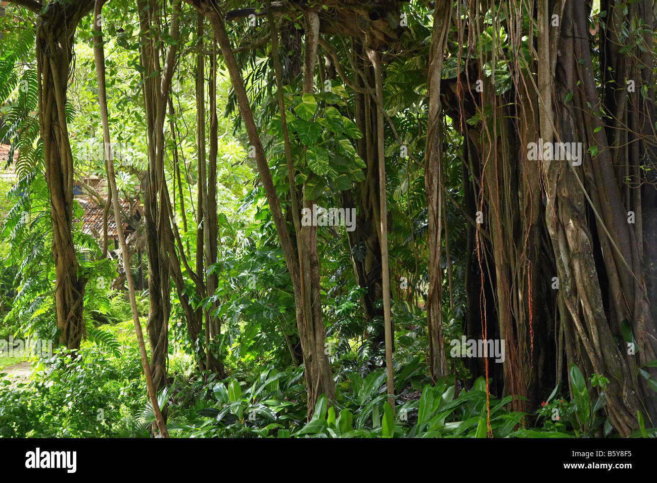 Banyan tree of india hi-res stock photography and images - Alamy