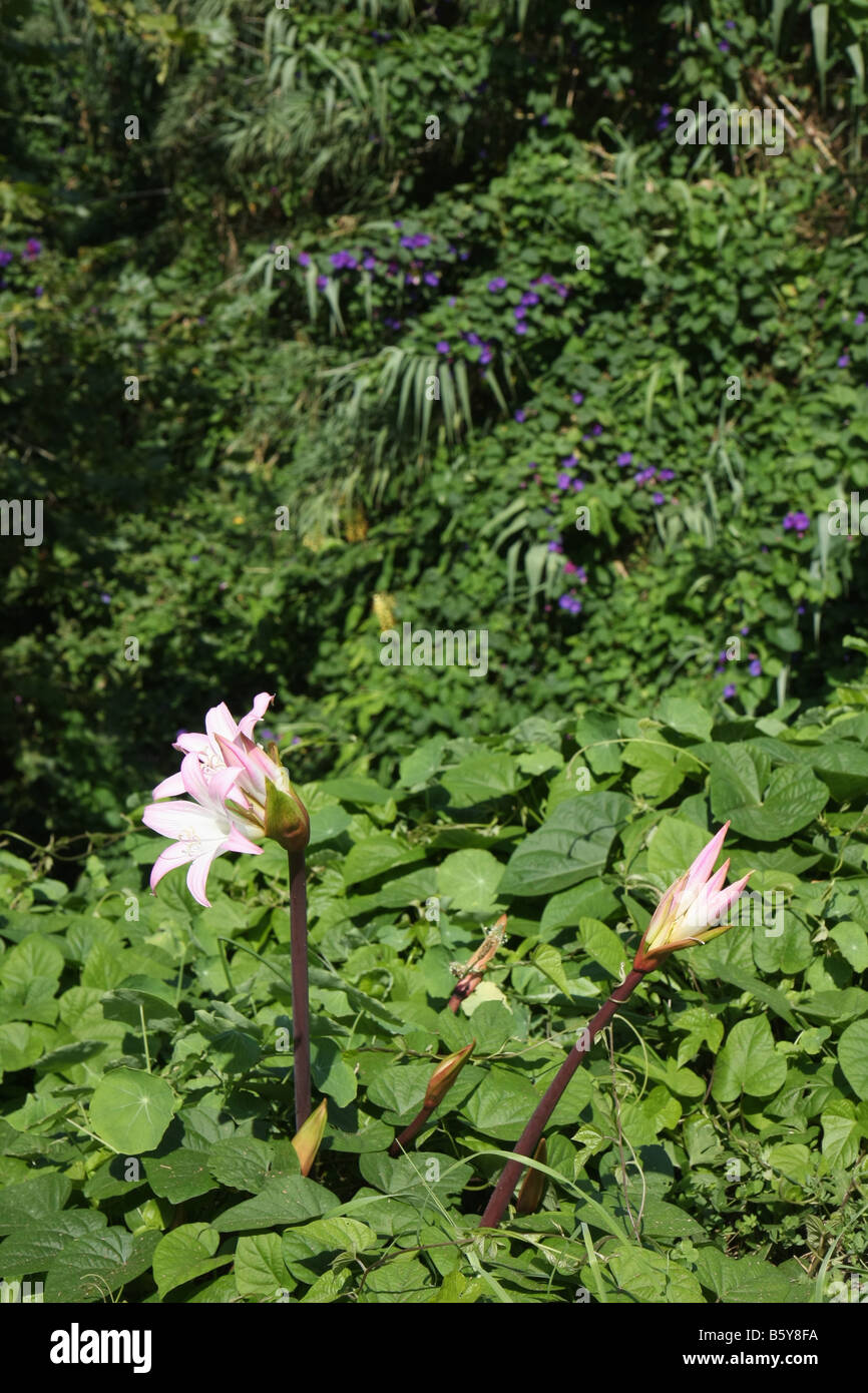 Bella Donna flower, São Miguel, Azores, Portugal Stock Photo - Alamy