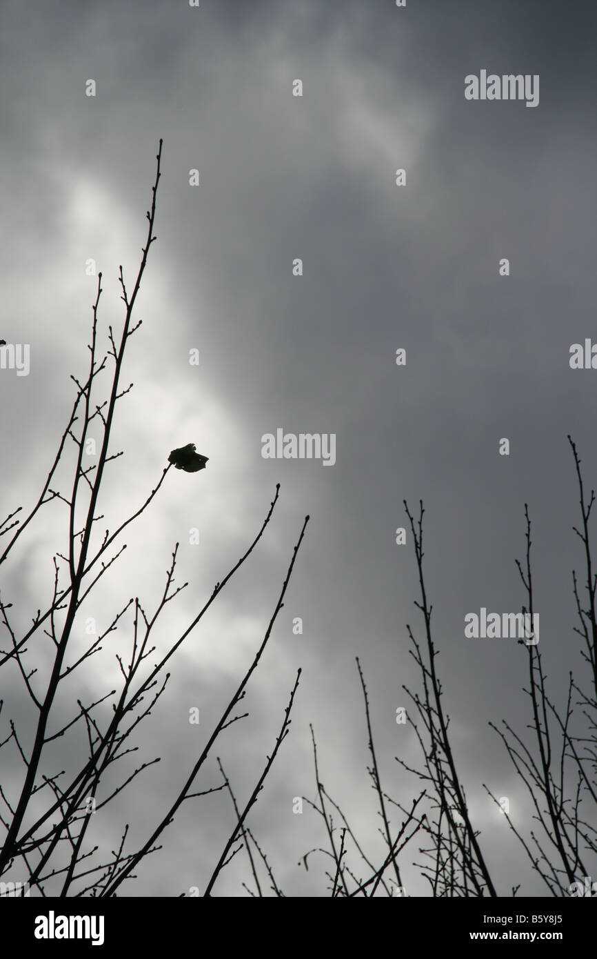 one last leaf on bare tree branches and dark moody sky Stock Photo - Alamy