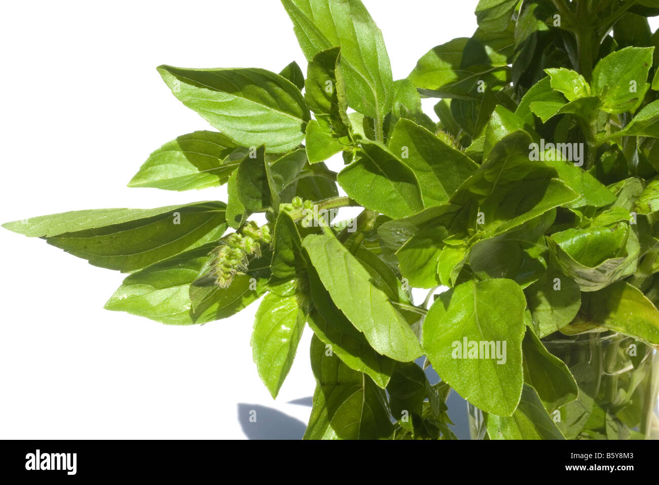 Basil with stem hi-res stock photography and images - Alamy
