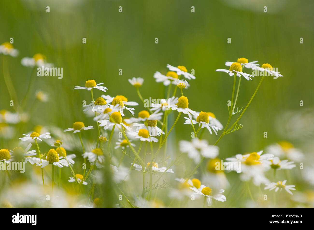 Camomile blooms hi-res stock photography and images - Alamy