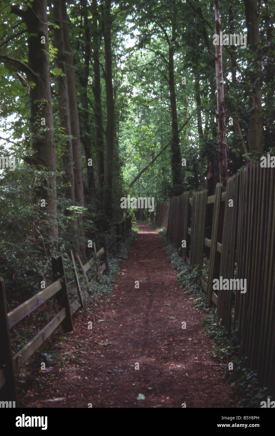 Country path through trees and bushes Stock Photo - Alamy