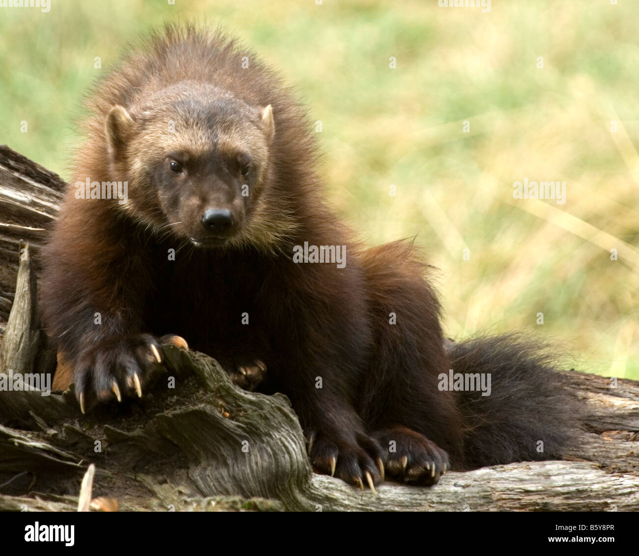 Wolverine weasel family hi-res stock photography and images - Alamy