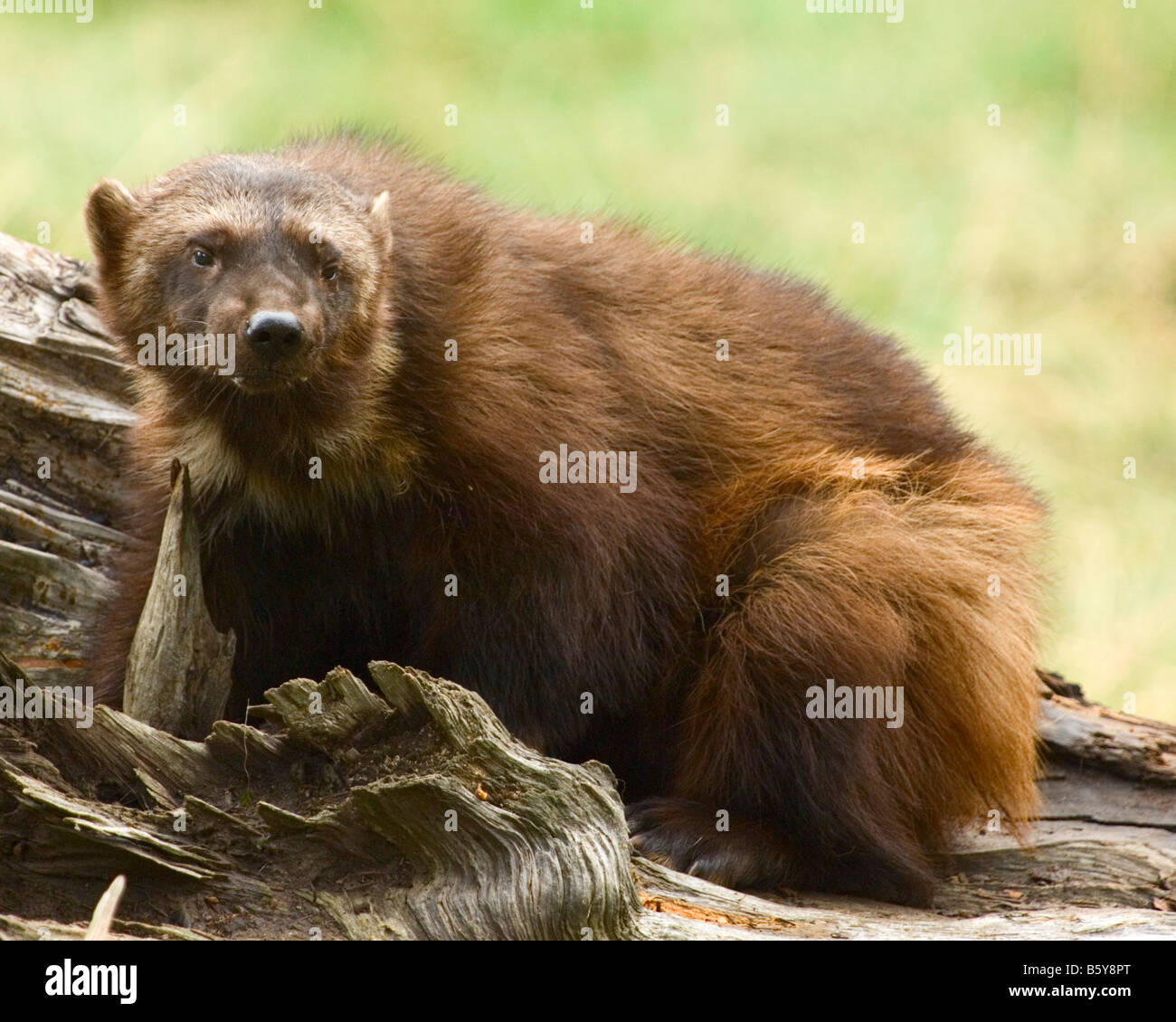 Stand watch for the fallen hi-res stock photography and images - Alamy