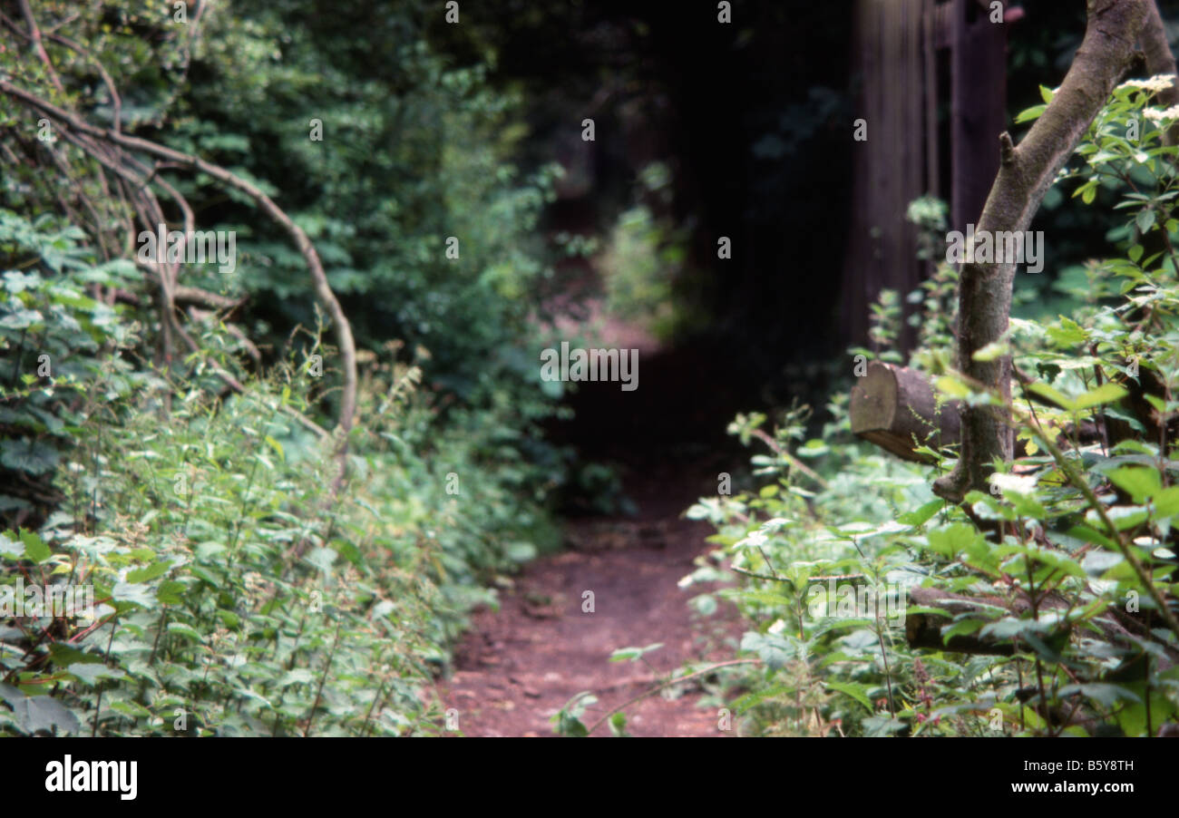 Country path through trees and bushes Stock Photo - Alamy