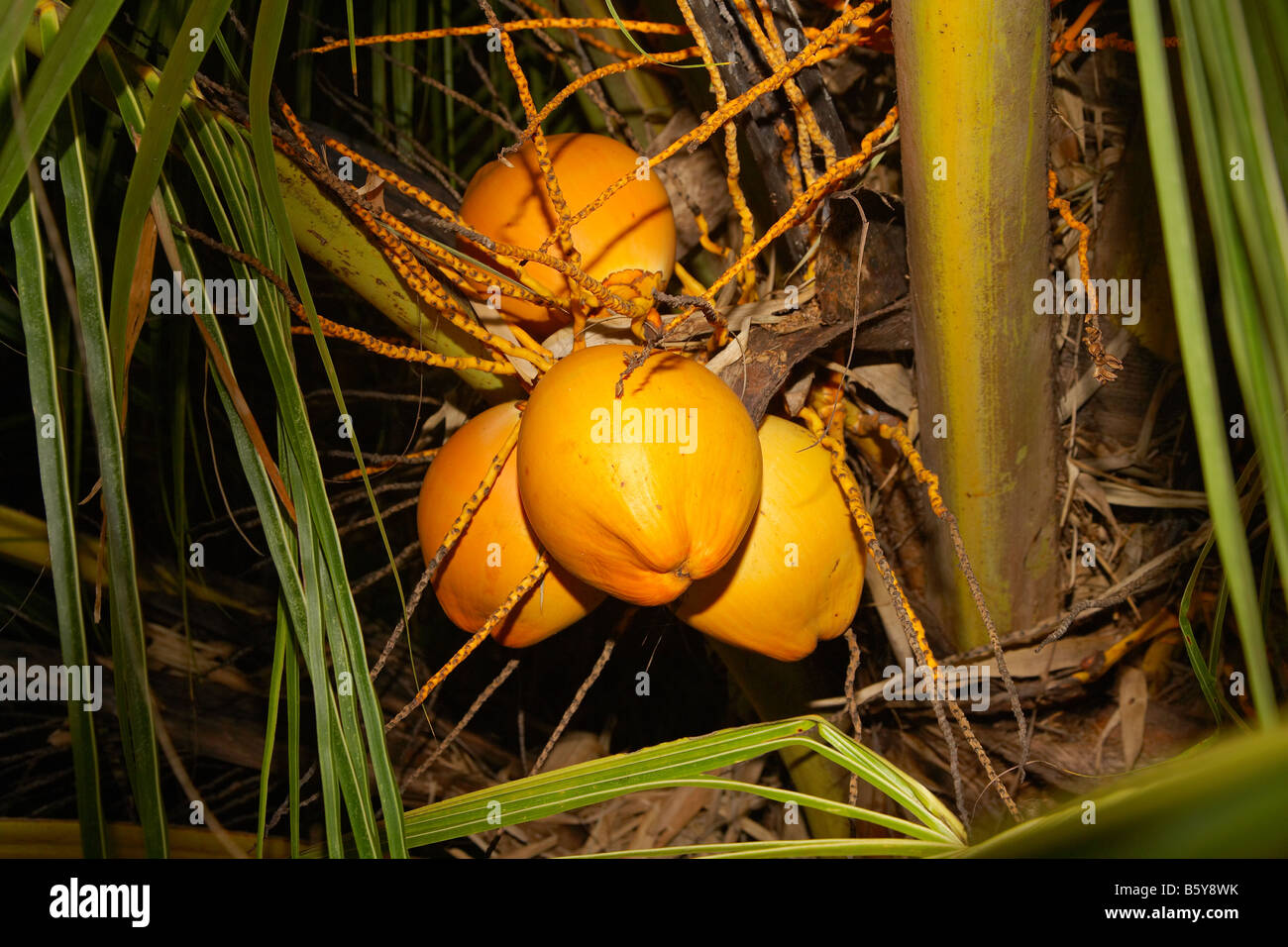 Goa coconut tree hi-res stock photography and images - Alamy