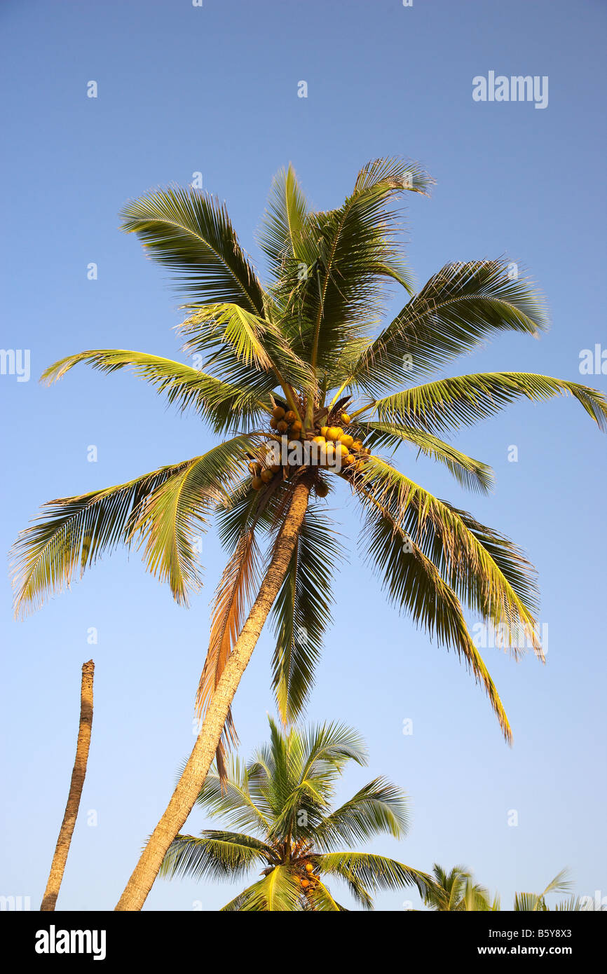 Coconut Tree, Arambol Beach, Goa, India Stock Photo - Alamy