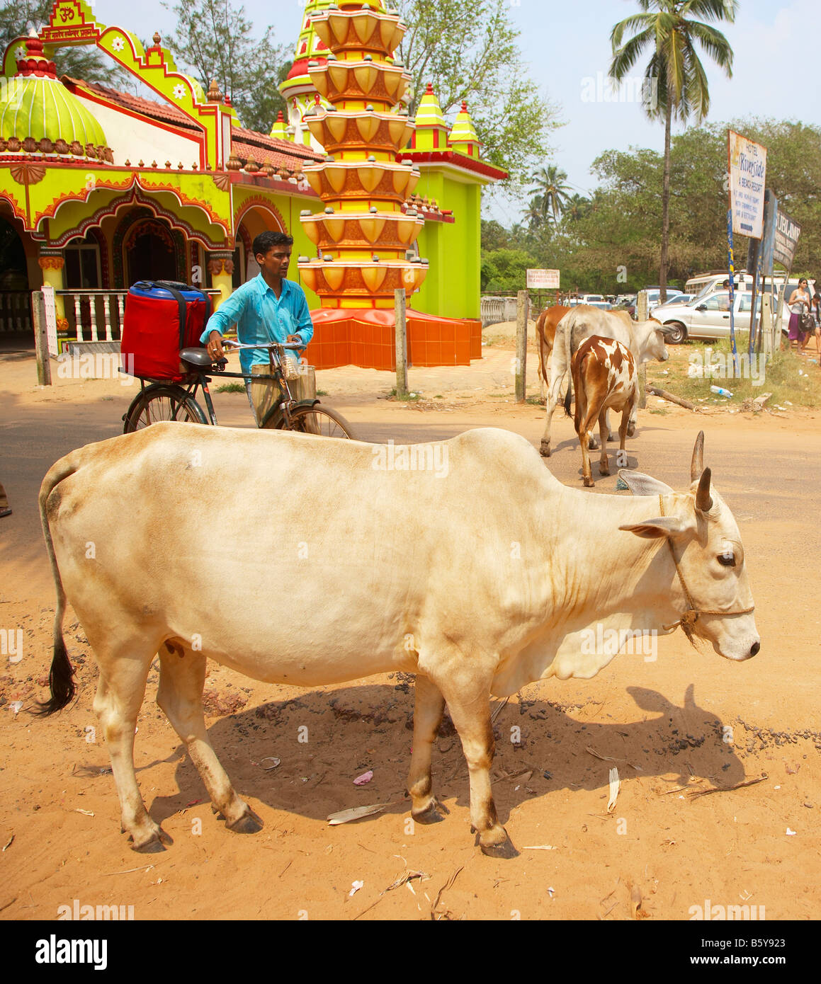 Cows crossing the road by the Hindu Temple at Baga Beach, Goa, India ...