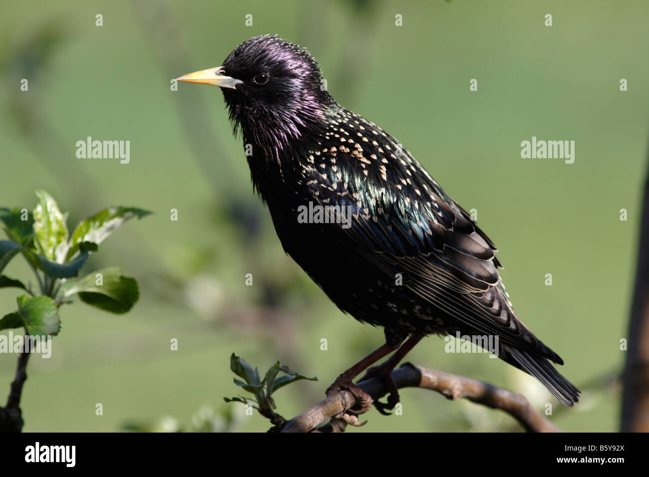 Sturnus vulgaris, the European Starling Stock Photo - Alamy