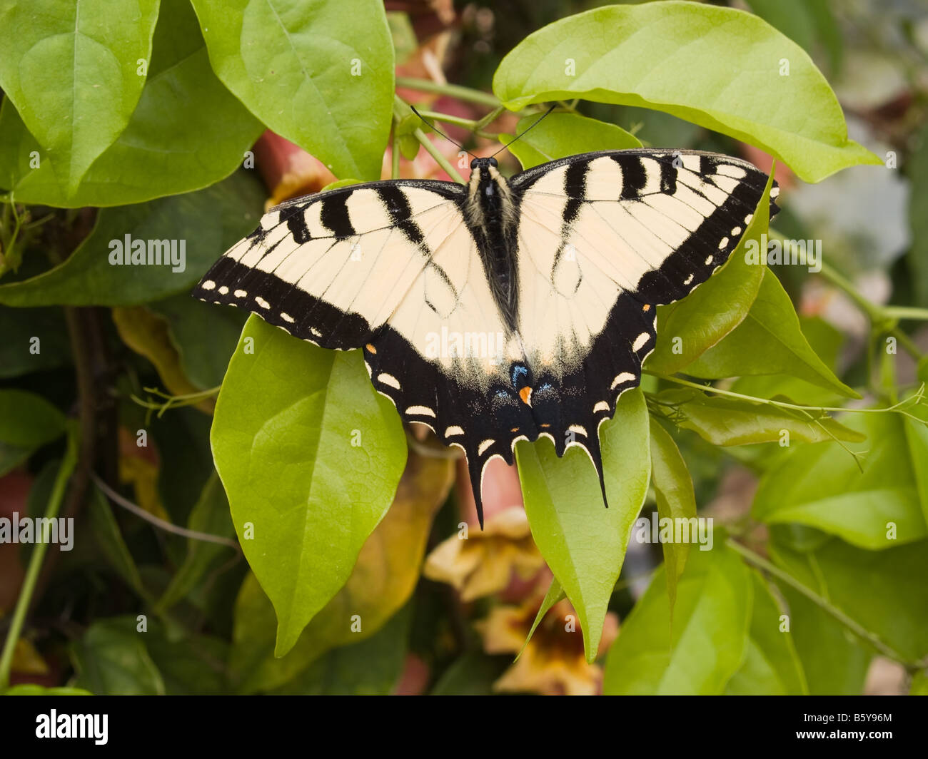 Closeup of Monarch Butterfly Stock Photo - Alamy