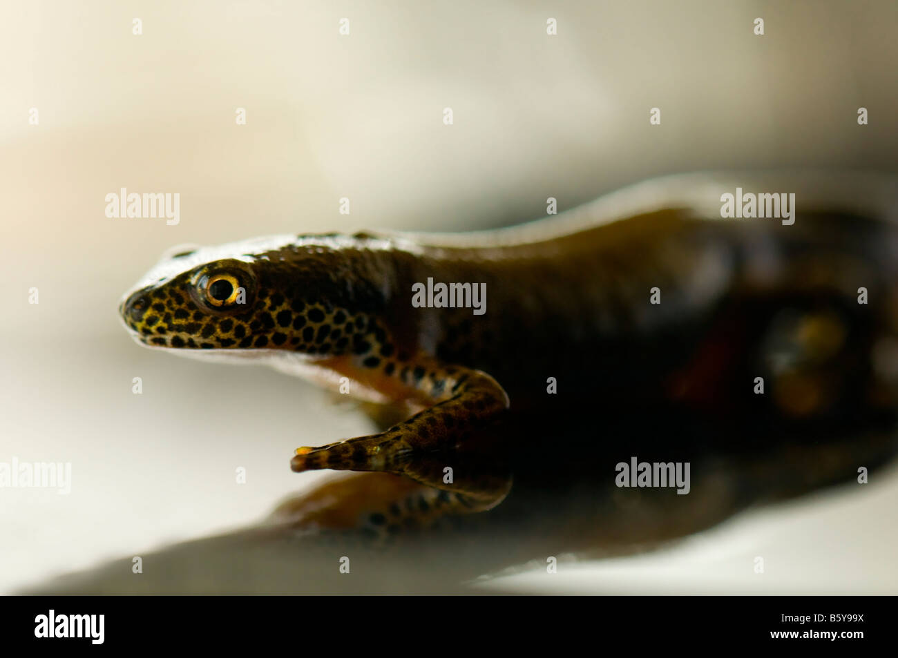 Protected newt hi-res stock photography and images - Alamy