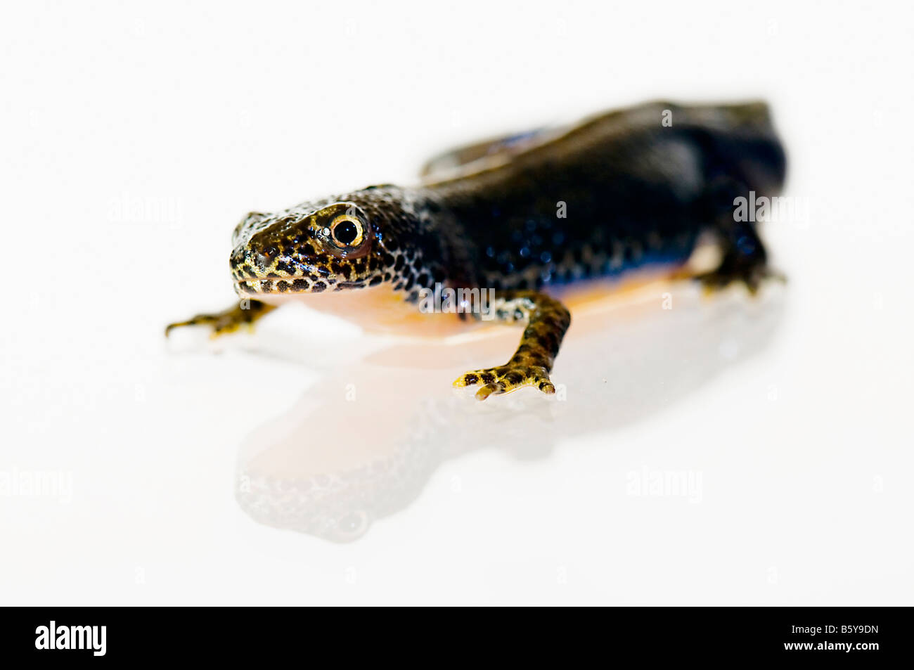 The newt Cut Out Stock Images & Pictures - Alamy