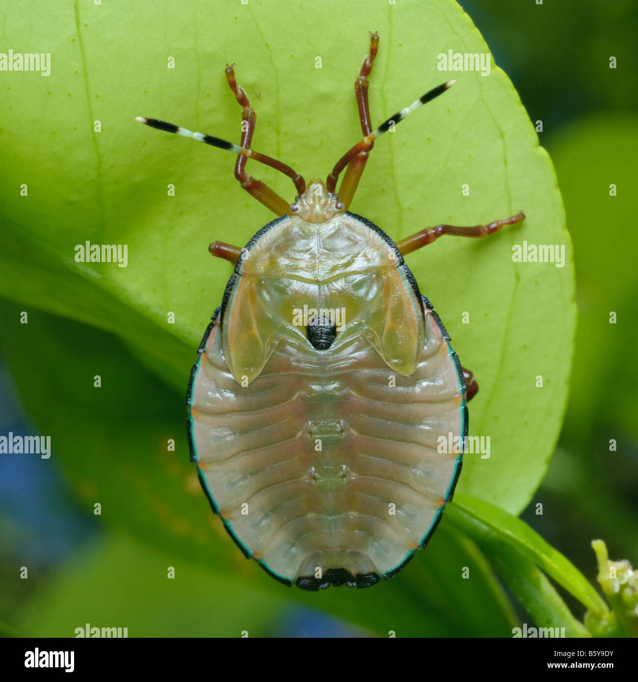 Bronze orange bug nymph Musgraveia sulciventris Stock Photo - Alamy